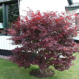 Acer Palmatum Atropurpureum (Purple Japanese Maple) ☘️ Xedoo Málaga