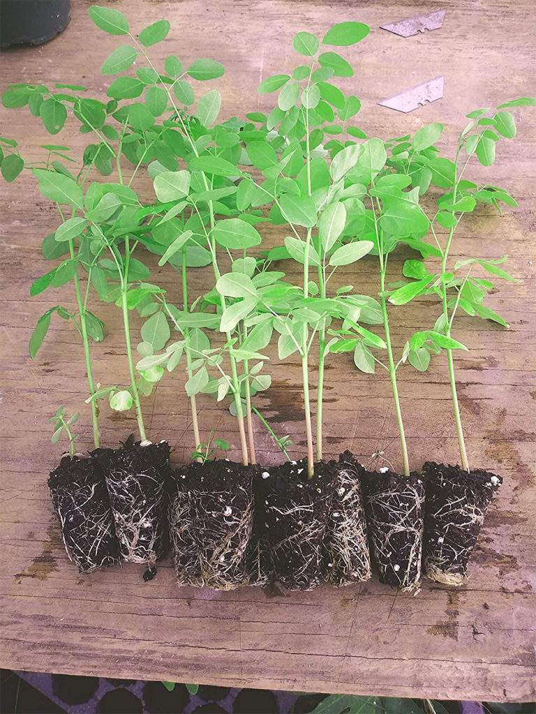 Moringa Oleifera - Moringa Tree