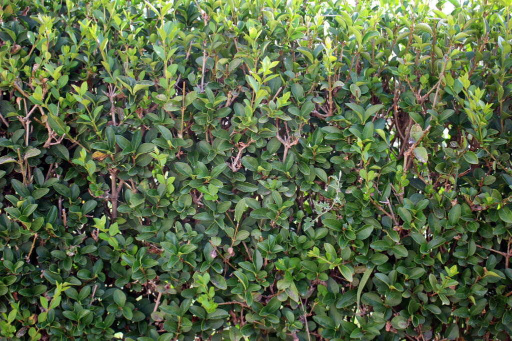 Ligustrum Ovalifolium (California privet) for sale