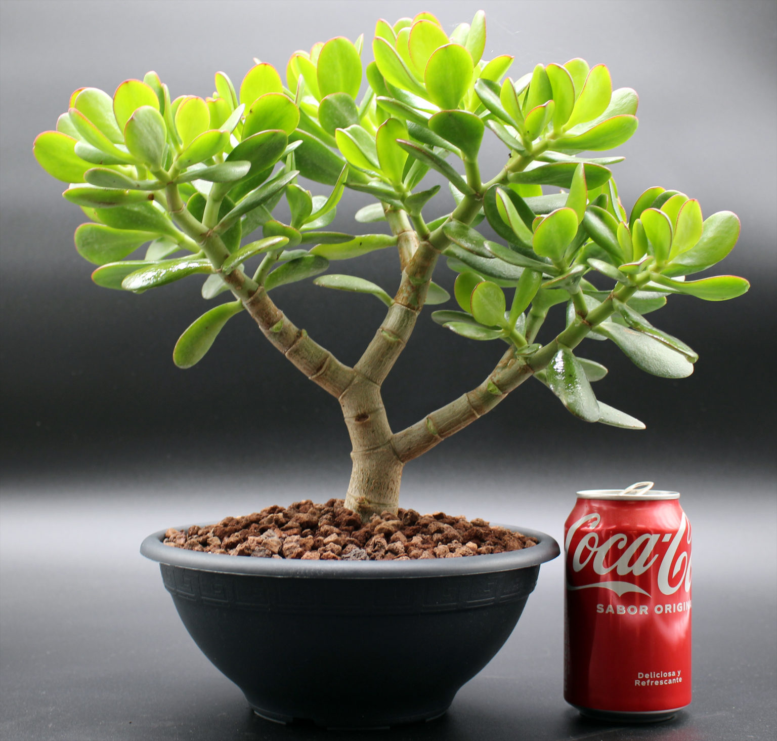Crassula Ovata Bonsái - (árbol de jade)