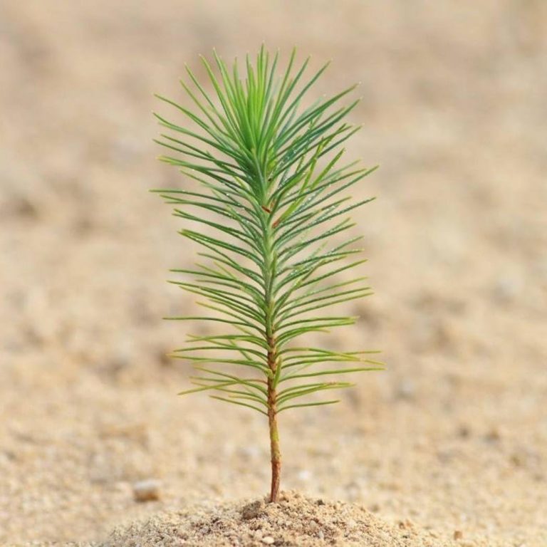 Japanese white pine seeds (Pinus Parviflora)