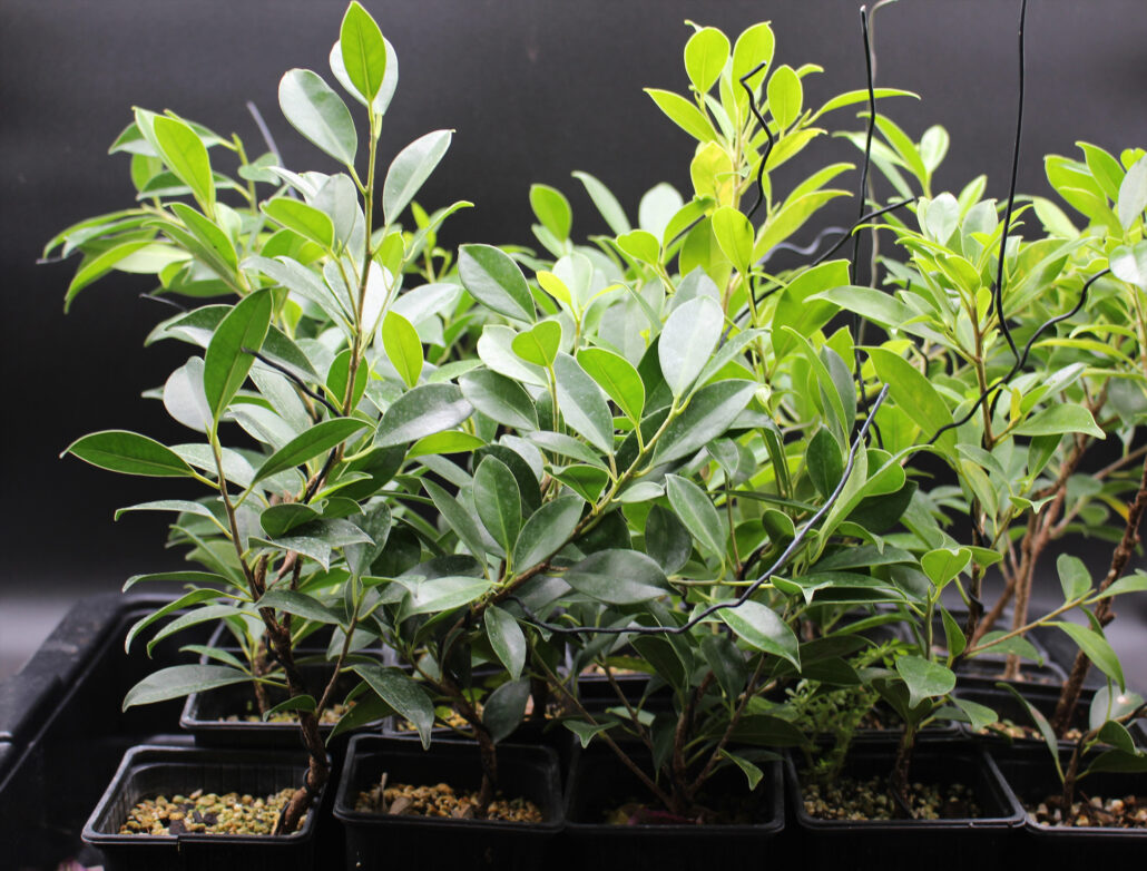 Ficus 'Tiger Bark'