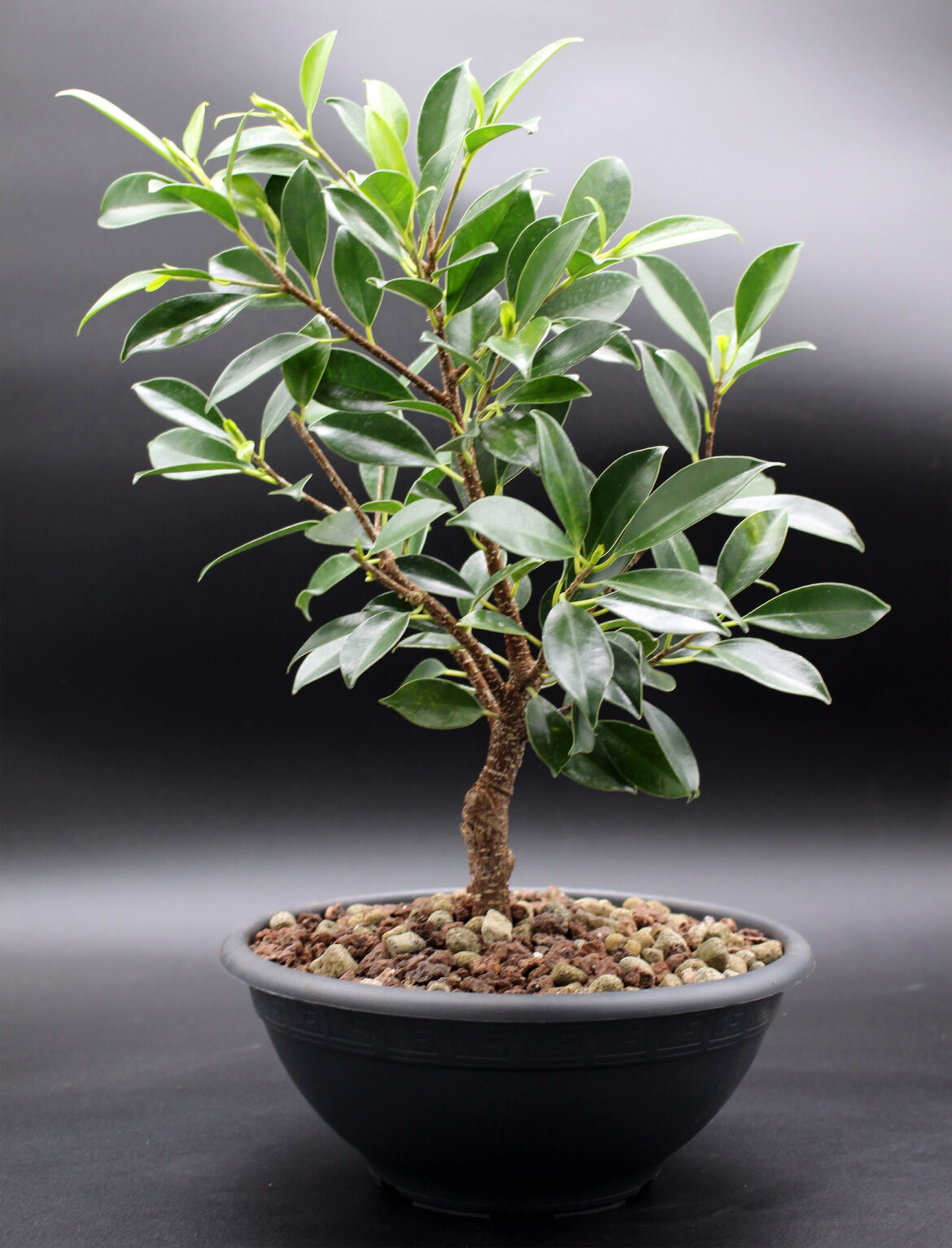 Ficus 'Tiger Bark'